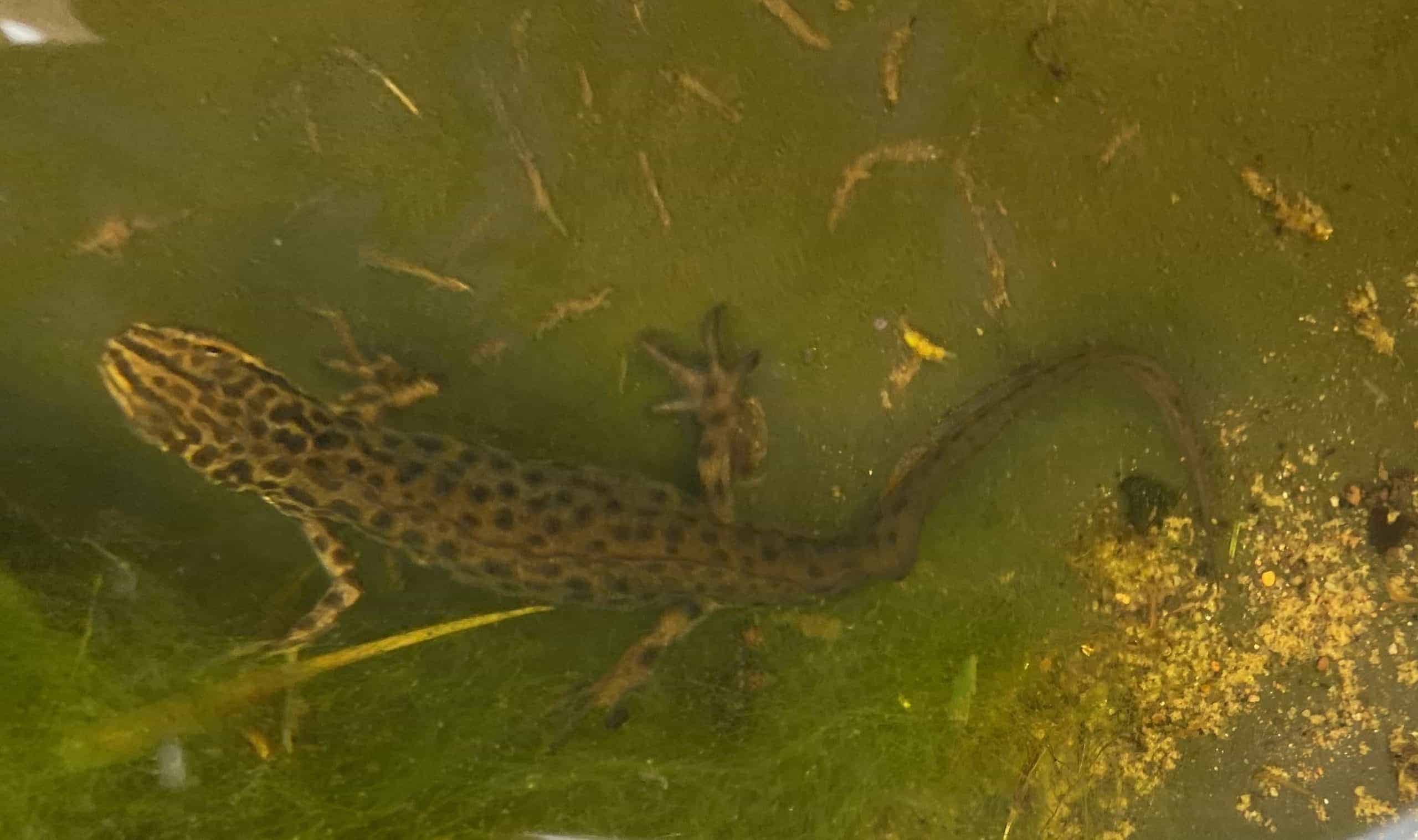 What Do Smooth Newts Eat? - Pet Food Guide