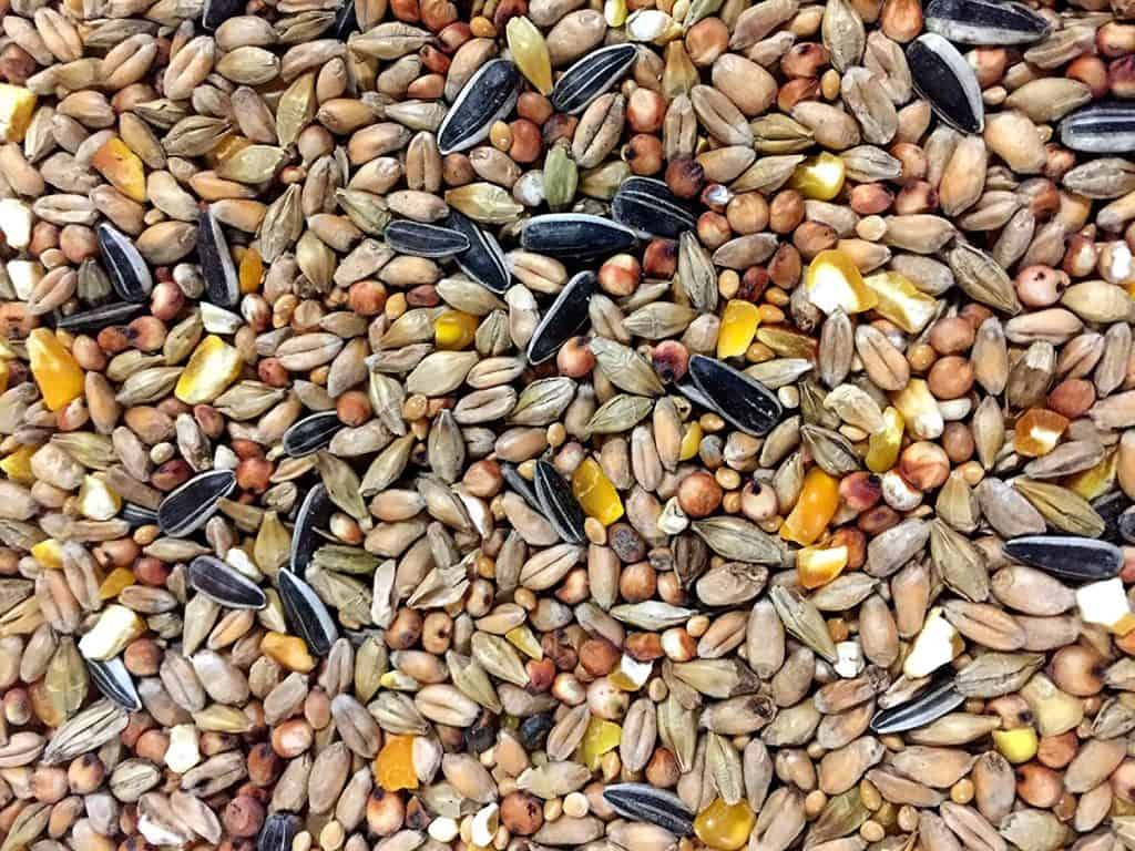 Golden Safflower Wild Bird Seed - Pet Food Guide