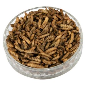 Dried Insects For Wild Birds - Pet Food Guide