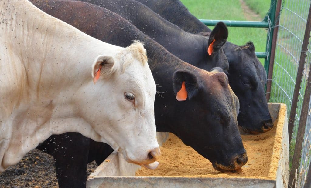 What Do Feedlot Cattle Eat The Truth May Surprise You Pet Food Guide