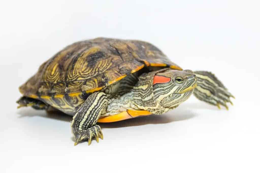 Red Eye Slider Turtle Food - Pet Food Guide