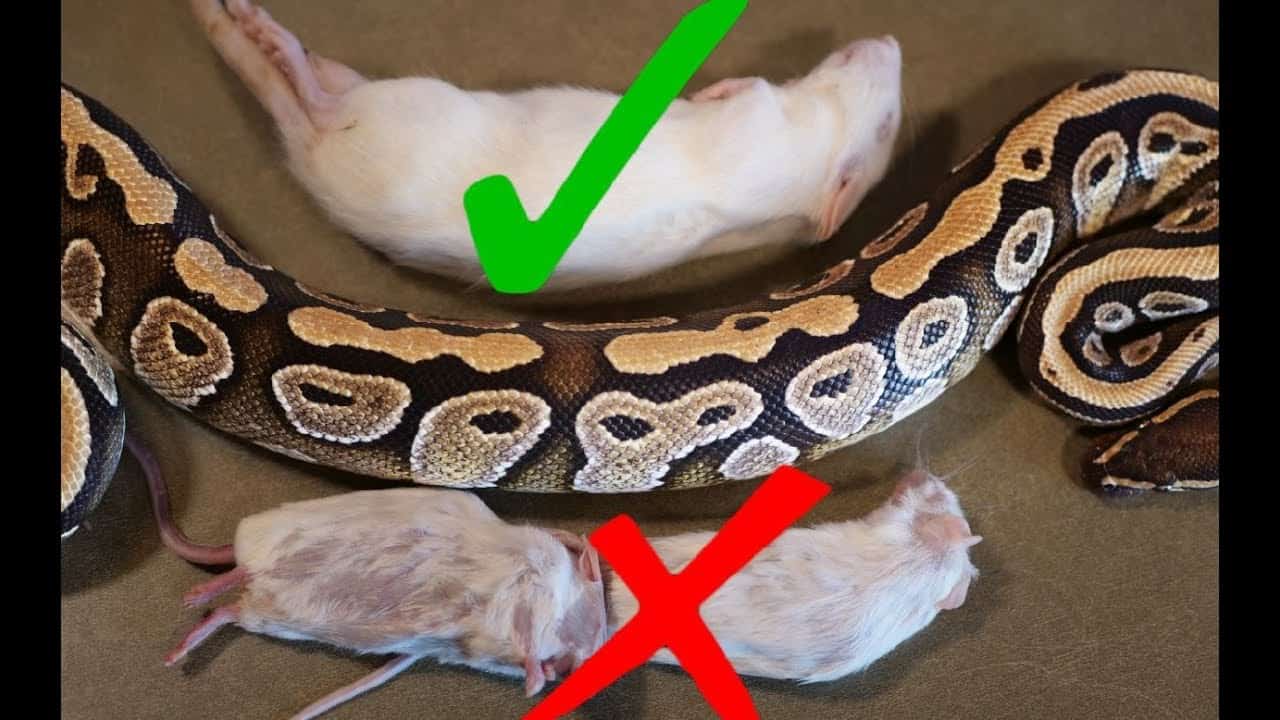 What Else Can I Feed My Ball Python? - Pet Food Guide