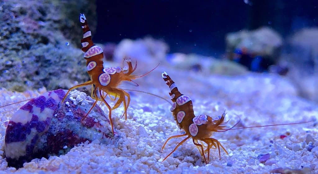 What Do Saltwater Shrimp Eat? - Pet Food Guide