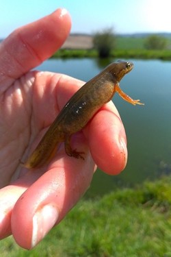 What Can You Feed Newts? - Pet Food Guide
