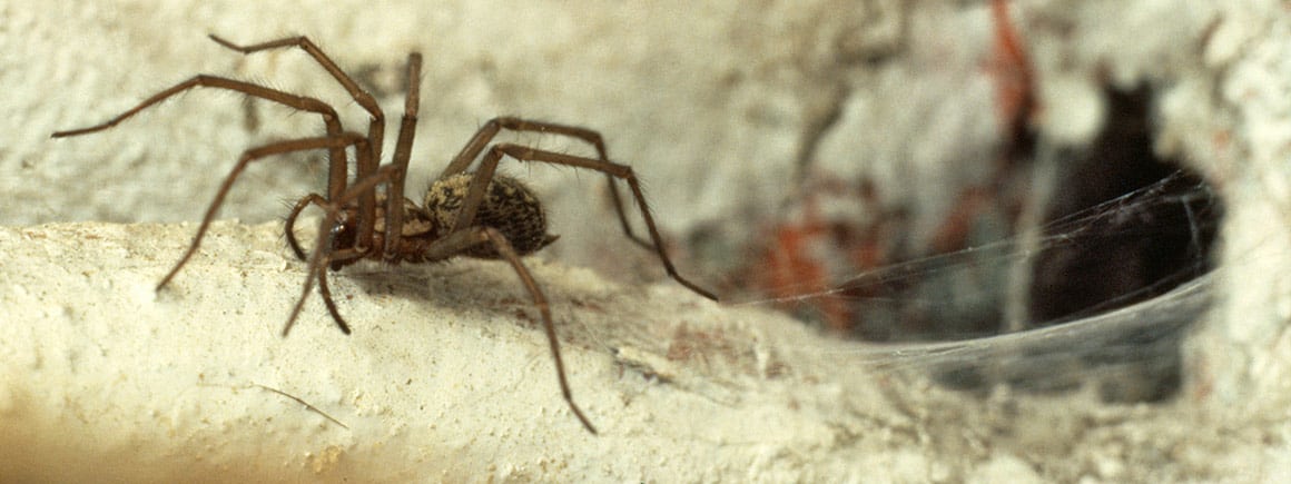 What Do Tiny House Spiders Eat? - Pet Food Guide