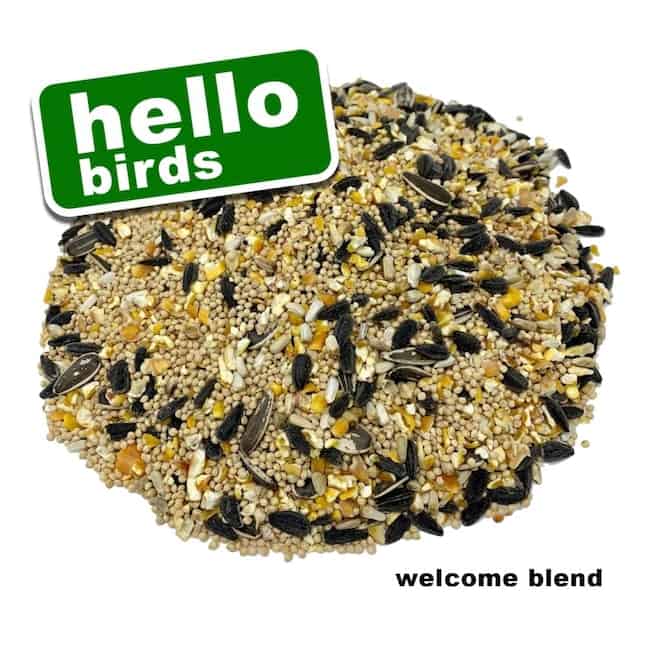 What is the Best Bird Seed For Wild Birds? - Pet Food Guide