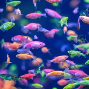 What Do Glofish Eat? - Pet Food Guide