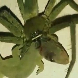 Huntsman Spiders - Pet Food Guide