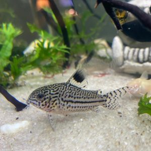 Corydoras Catfish Food - Pet Food Guide