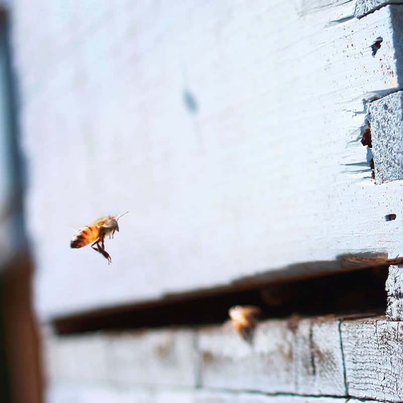 Making Bee Candy Boards - Pet Food Guide