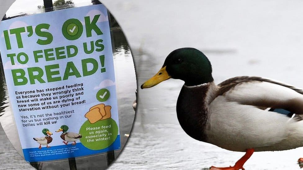 What to Feed Ducks at a Pond - Pet Food Guide