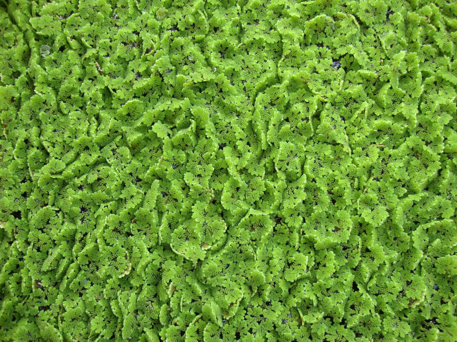 Why Is Azolla Feed For Cow? - Pet Food Guide
