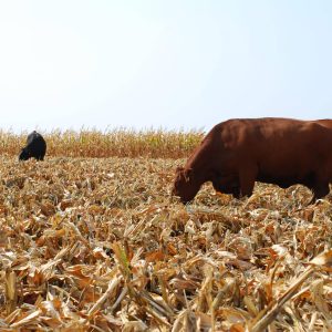 Choosing Finishing Rations For Beef Cattle - Pet Food Guide