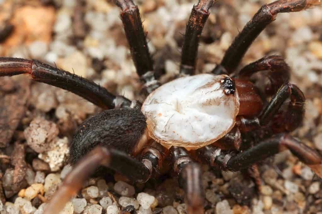 The Benefits of an Albino Australian Bird Eating Spider - Pet Food Guide