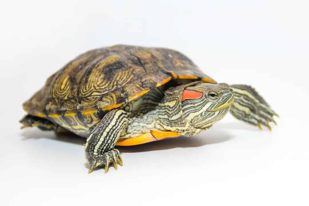 A Turtle Weekend Feeder Review - Pet Food Guide