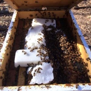 Feeding Pollen Patties in Fall - Pet Food Guide