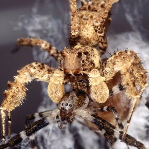 Jumping Spider Facts - What Do They Eat? - Pet Food Guide