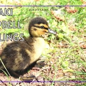 What Do Indian Runner Ducks Eat? - Pet Food Guide