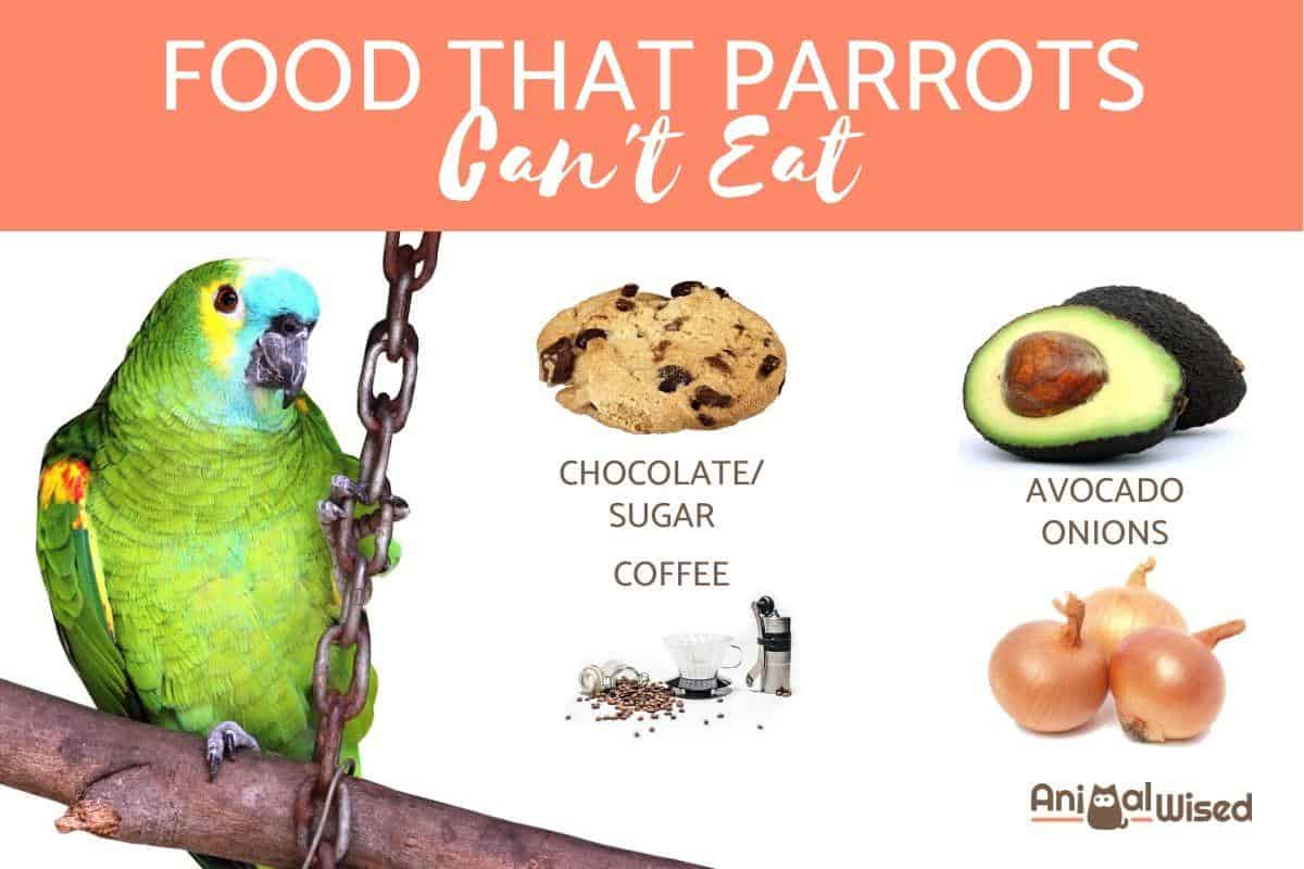 Feeding Your Parakeet a Healthy Select Parakeet Diet - Pet Food Guide