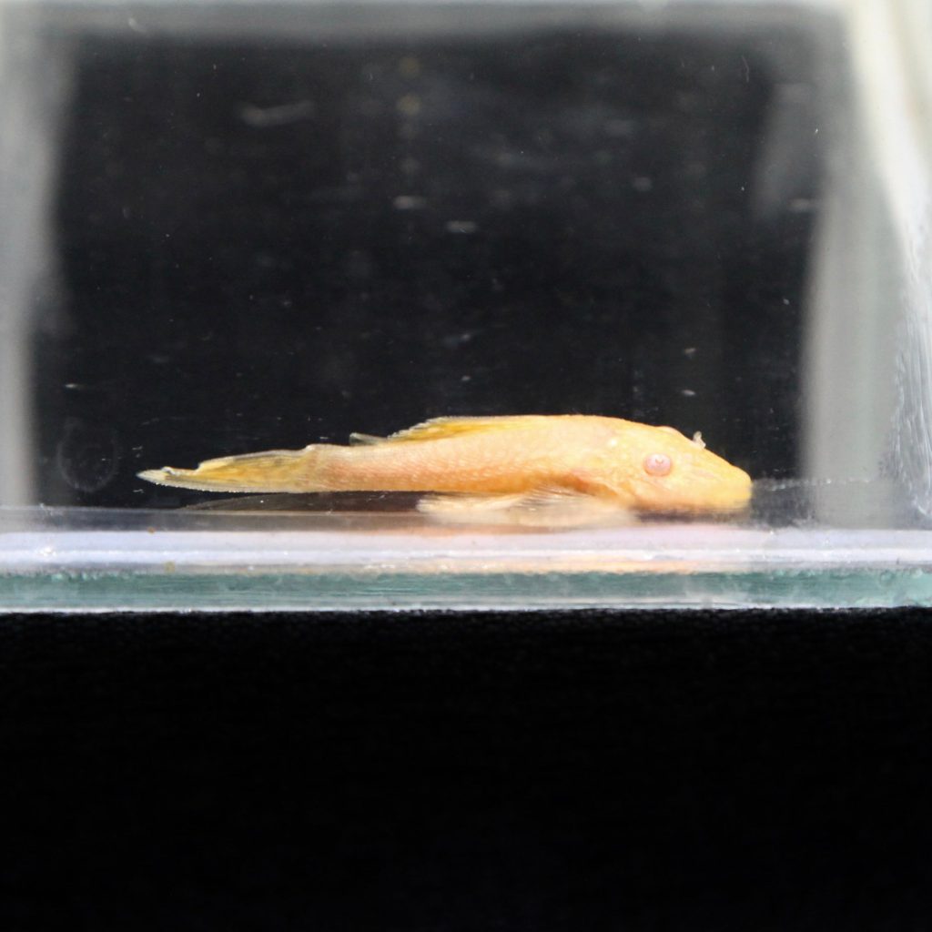 Feeding Your Bristlenose Pleco the Right Fish Food - Pet Food Guide