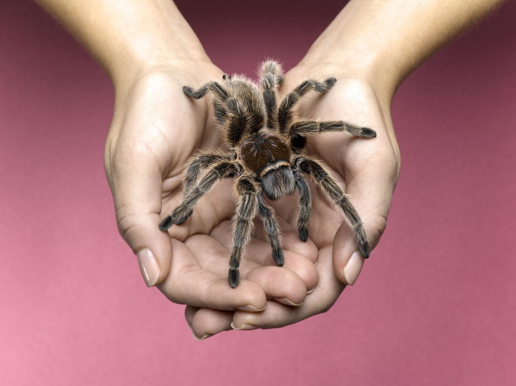 What to Feed Your Pet Spider - Pet Food Guide