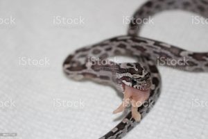 Feeding Snakes Frozen Mice - Pet Food Guide