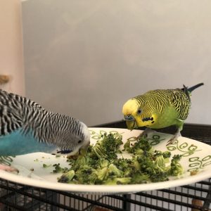 How to Prepare Rice Water For Dogs - Pet Food Guide