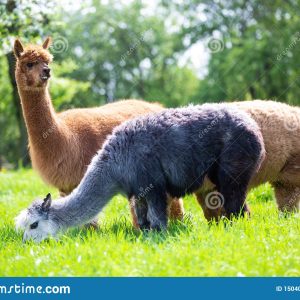 What Food Do Snakes Eat? - Pet Food Guide