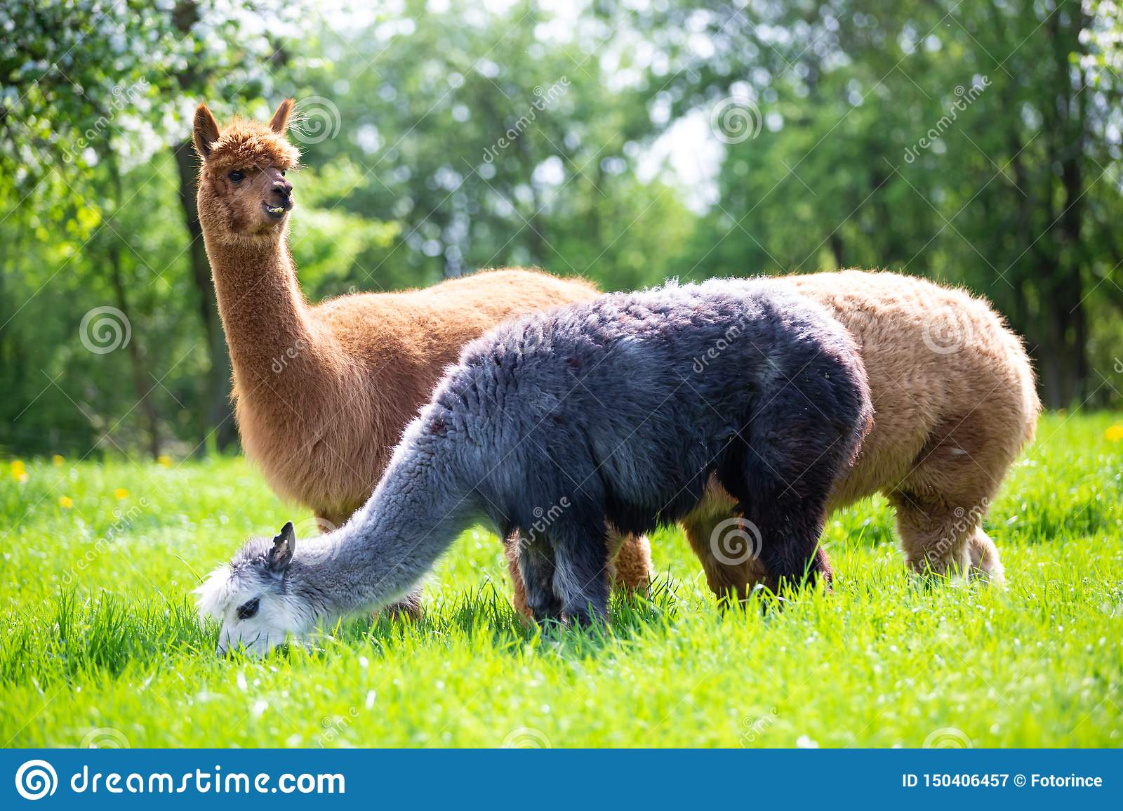 Grass Snake Food - Pet Food Guide