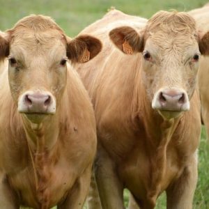 Cattle Mineral Blocks - Pet Food Guide