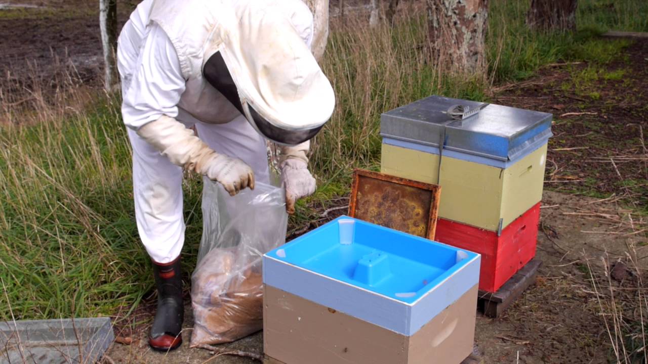 The Best Food For Honey Bees - Pet Food Guide